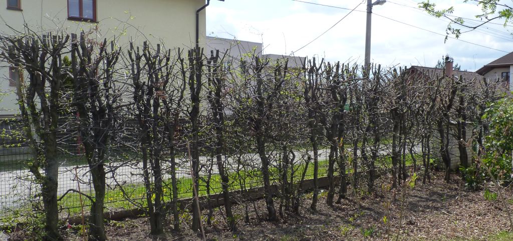 Živé ploty a zelené clony | ZE-TRAC, Zahrady s nápady,