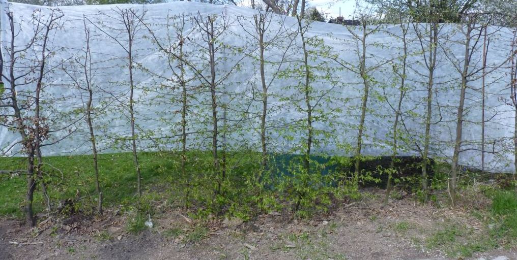 Živé ploty a zelené clony | ZE-TRAC, Zahrady s nápady,