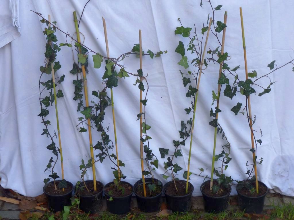 břečťan | ZE-TRAC, Zahrady s nápady,