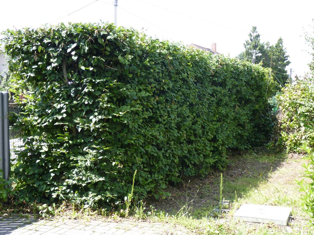 Živé ploty a zelené clony | ZE-TRAC, Zahrady s nápady,