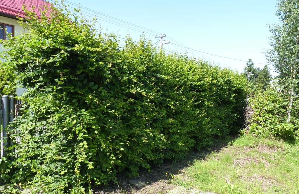 Živé ploty a zelené clony | ZE-TRAC, Zahrady s nápady,