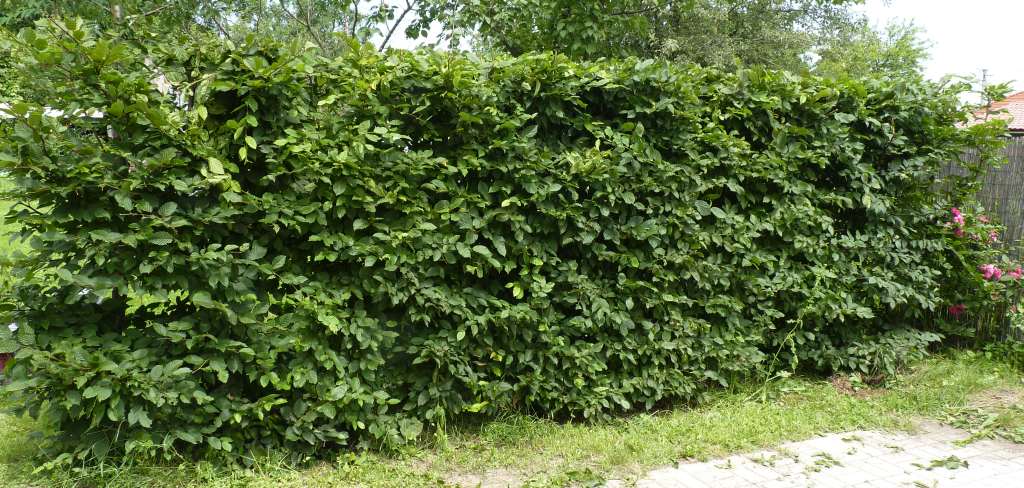 Živé ploty a zelené clony | ZE-TRAC, Zahrady s nápady,