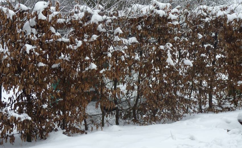 Živé ploty a zelené clony | ZE-TRAC, Zahrady s nápady,