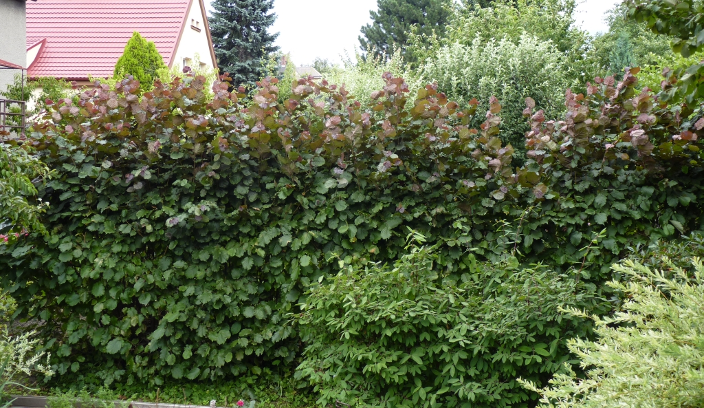 Živé ploty a zelené clony | ZE-TRAC, Zahrady s nápady,