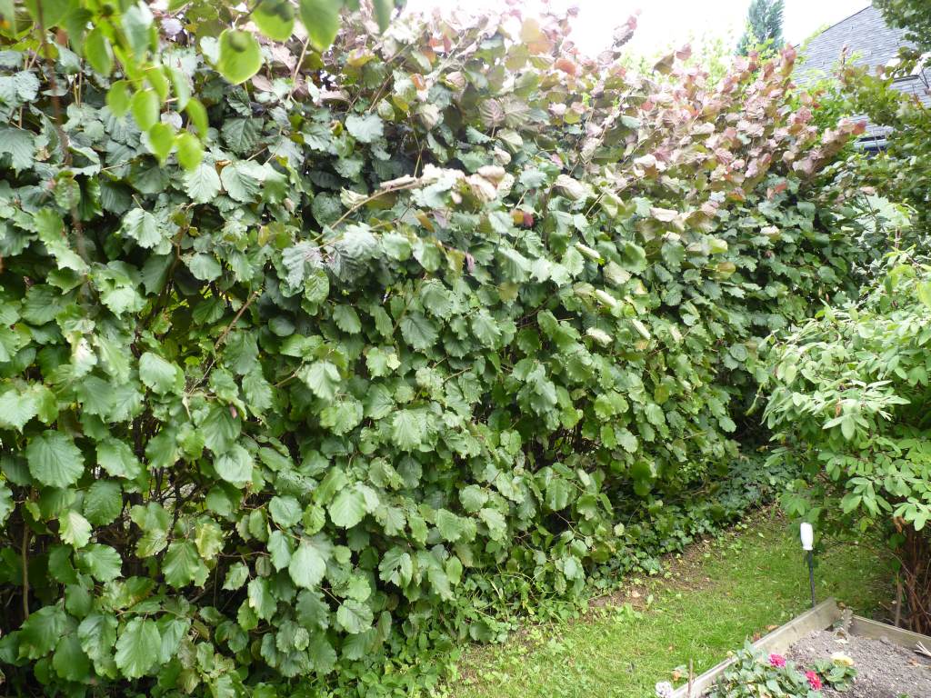 Živé ploty a zelené clony | ZE-TRAC, Zahrady s nápady,