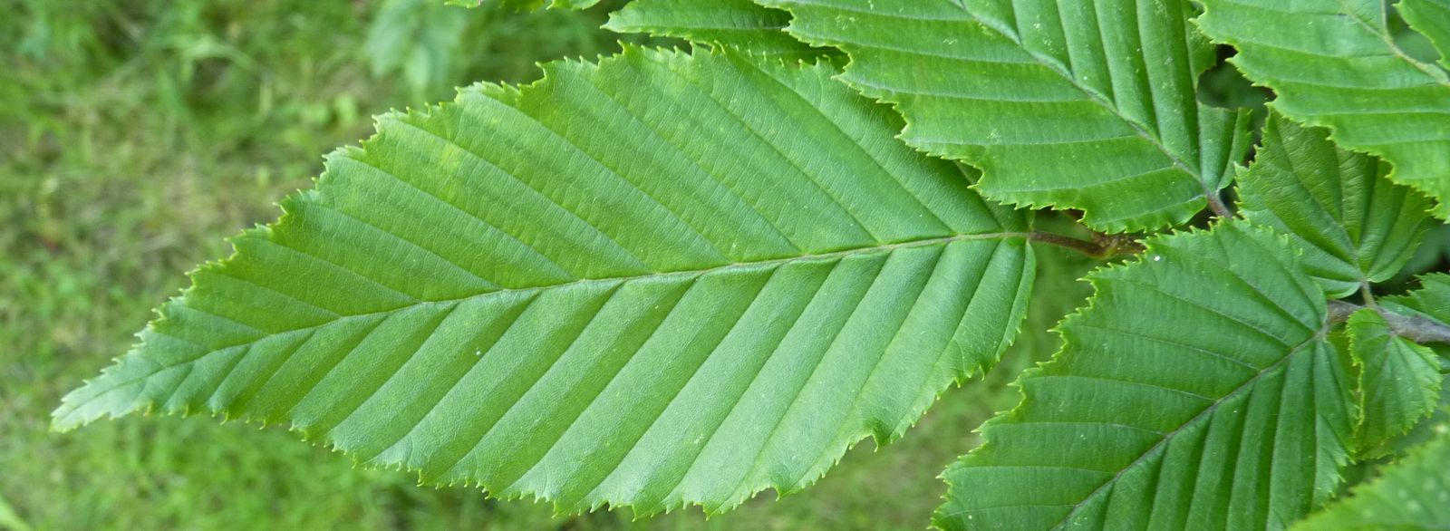 Habr obecný | ZE-TRAC, Zahrady s nápady,